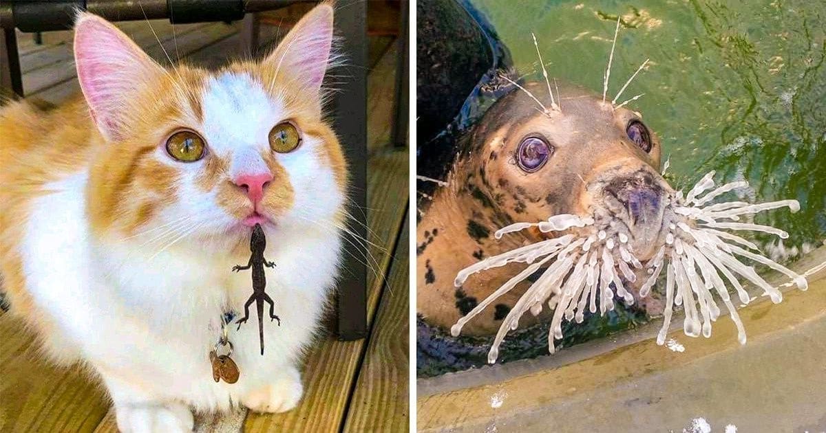 20+ Animals Who Can Cheer You Up Better Than Any Comedian