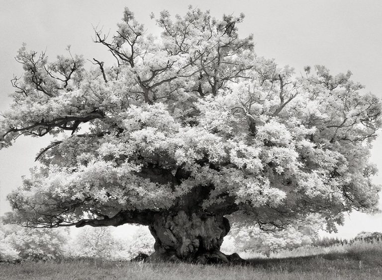 A Woman Spent 14 Years Photographing World’s Ancient Trees And Here Are ...