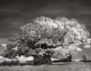 A Woman Spent 14 Years Photographing World’s Ancient Trees And Here Are ...