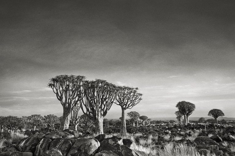 A Woman Spent 14 Years Photographing World’s Ancient Trees And Here Are ...