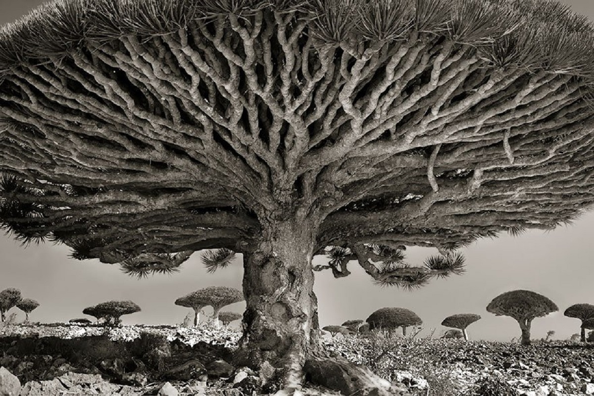 A Woman Spent 14 Years Photographing World’s Ancient Trees And Here Are ...