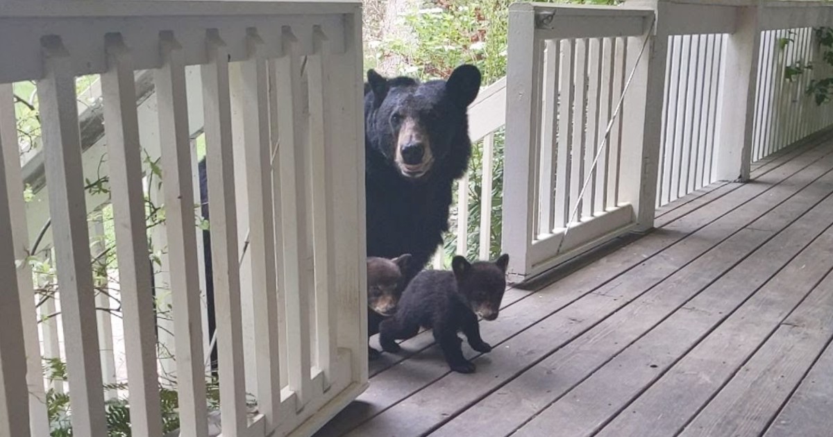 Man Makes Friends with a Bear Over the Years and Then She Brings Her ...