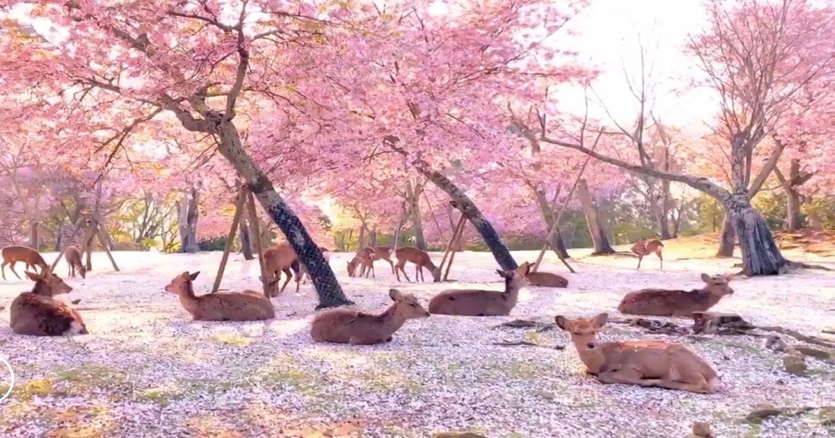 Japan Has One of the Most Beautiful Parks in the World with Cherry ...