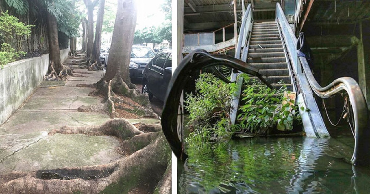 20+ Amazing Photos That Prove Nature Always Regains Its Ground