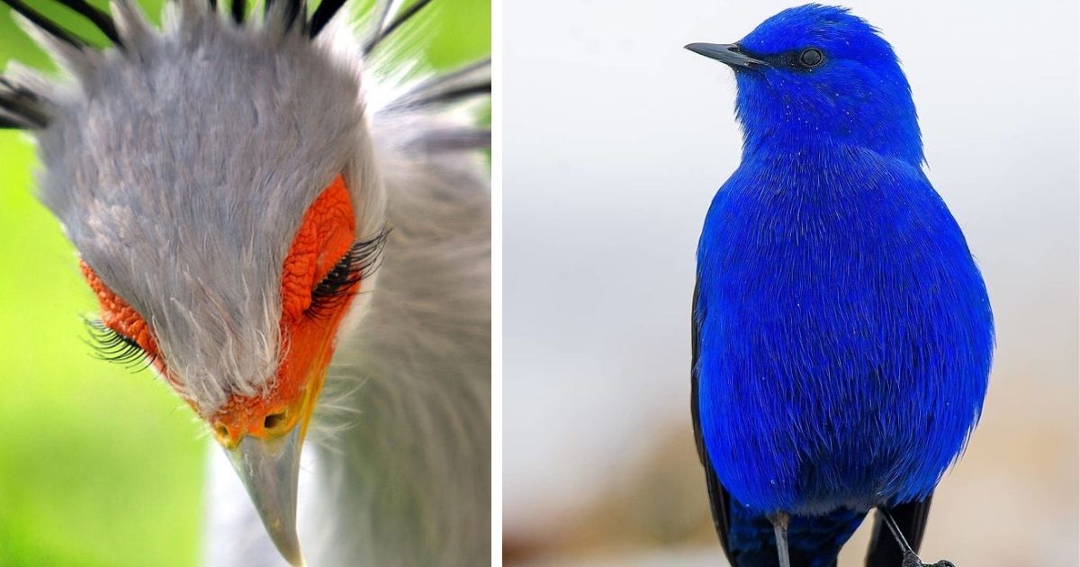 15+ Birds So Beautiful They Look Like They Came Out of a Beauty Pageant