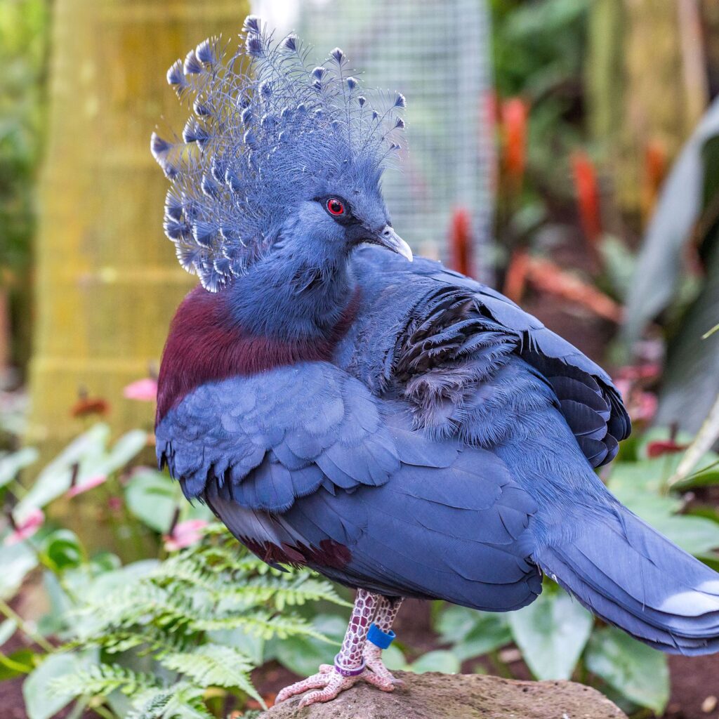 The 'Victoria Crowned Pigeon' – Nature’s Fanciest Bird (15+ Photos)