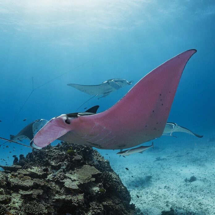 Photographer Captures Stunning Photos Of A Rare Pink Manta Ray