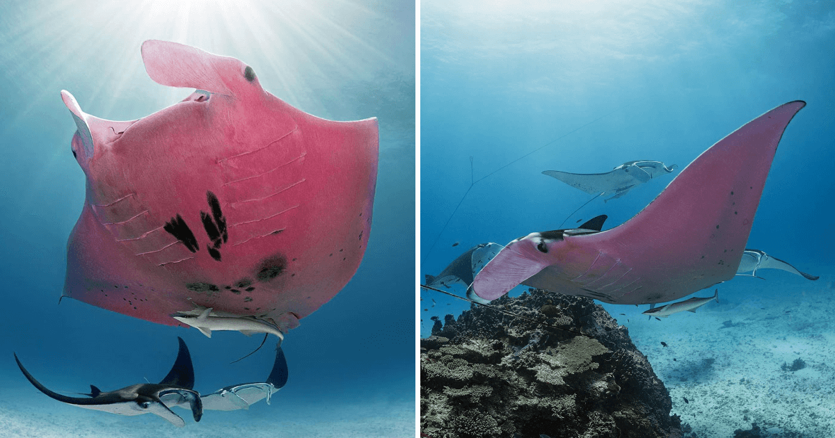 Photographer Captures Stunning Photos Of A Rare Pink Manta Ray