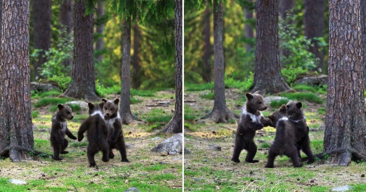Photographer Captures The Most Adorable Pics Of Bear Cubs Dancing In A Circle