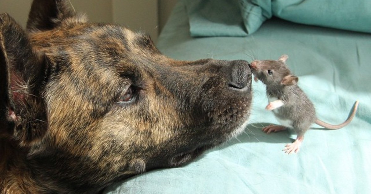 Depressed Rescue Dog Was So Lonely – Becomes Best Friends With A Mouse