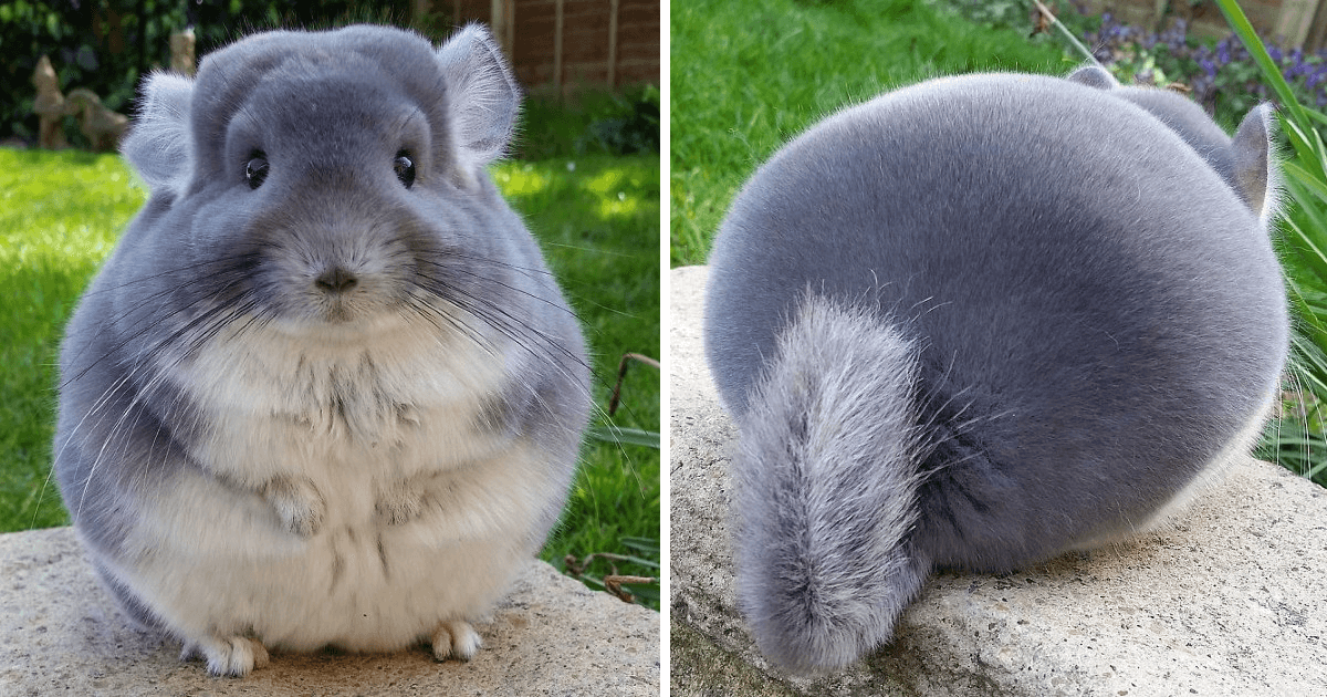 Adorable Violet Chinchillas Has Perfectly Round Fully Back