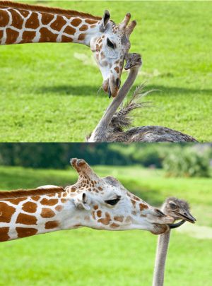 15 Uncommon Animal Friendships That Will Make You Cry