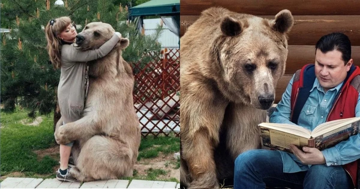 Stephan, Abandoned Bear Living With a Human Family For 23 Years