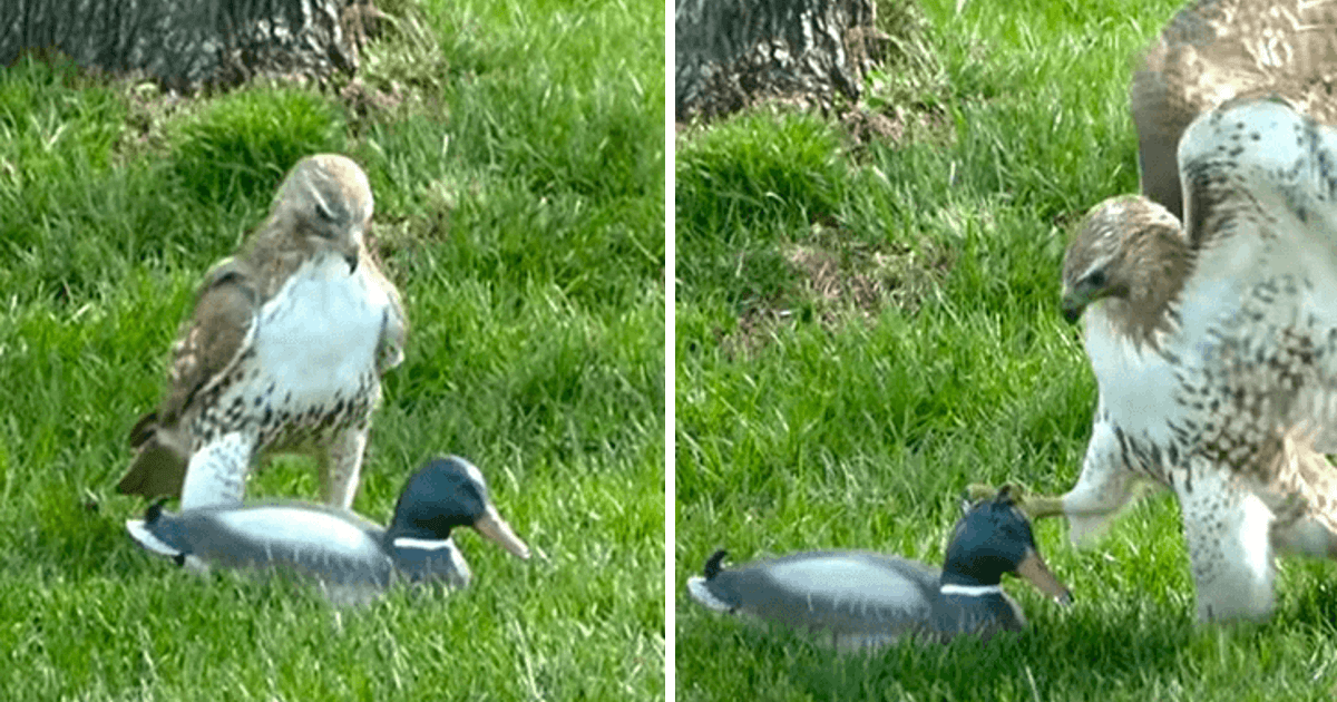 Hawk Just Can’t Understand Why This ‘Duck’ Isn’t Afraid Of Him