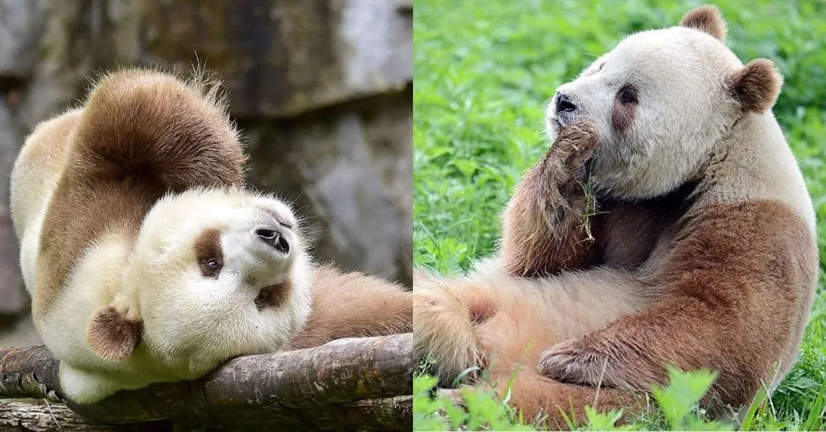 Say Hello To The World’s One And Only Brown Panda, Qizai