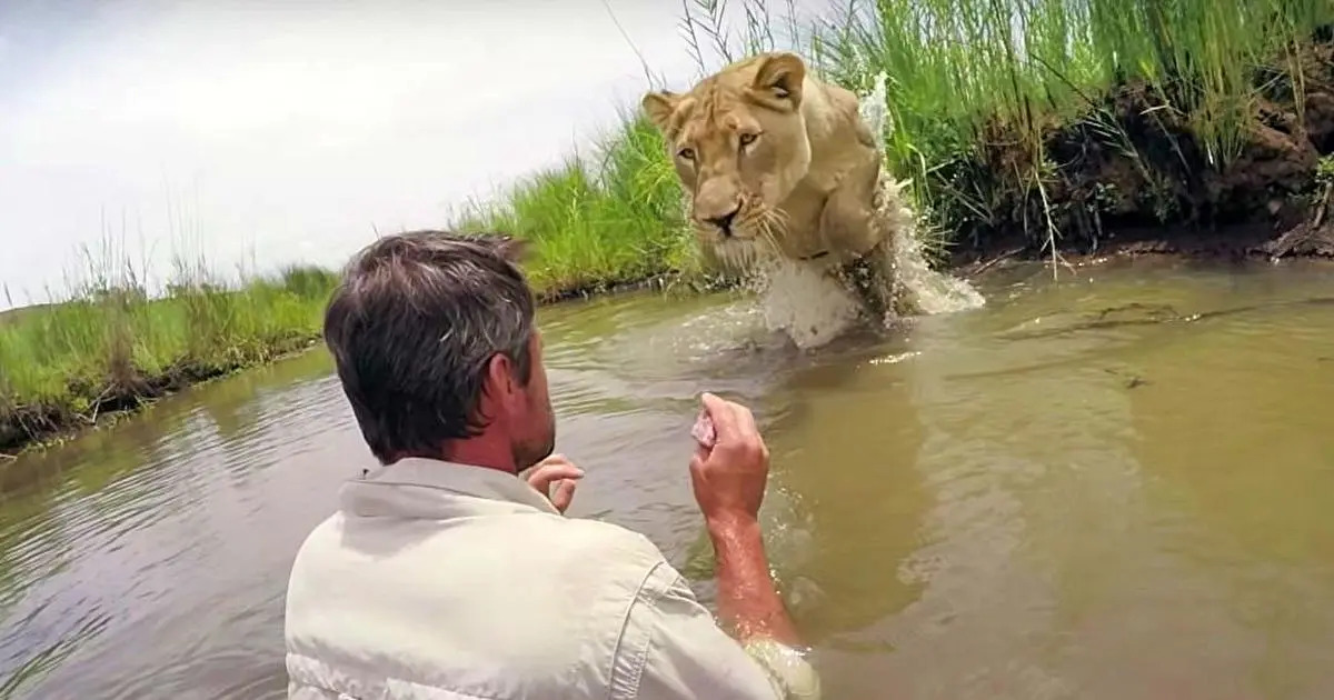 Man Who Saved Two Lion Cubs Seven Years Ago Comes Back And Meets Them ...