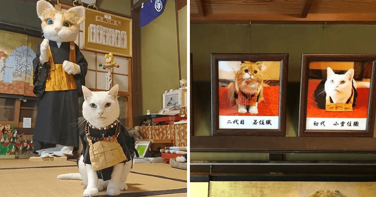 There Is A Cat Temple In Japan And Its Monks Are The Cutest