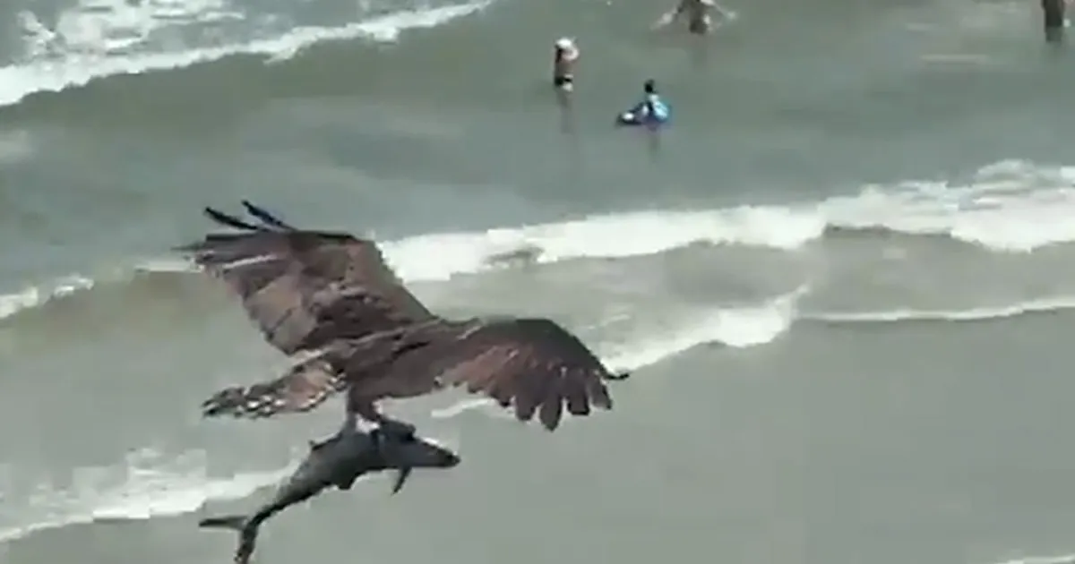 Video Of A Bird Carrying A Large Fish Goes Viral