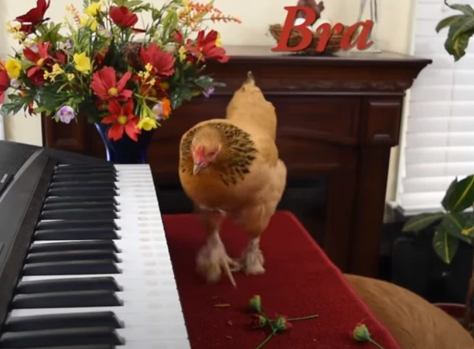 Incredibly talented chicken plays opera song on keyboard