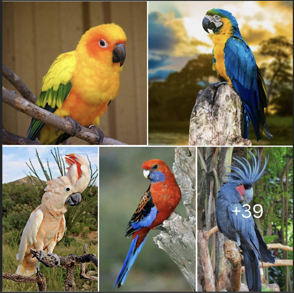 Exploring the World's Most Beautiful Parrot Species: A Journey through ...
