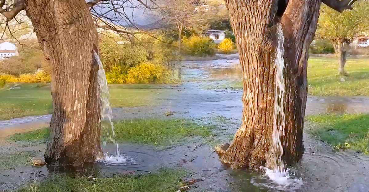 The Fascinating Gushing Water Tree: A Rare 150-Year-Old Natural Wonder