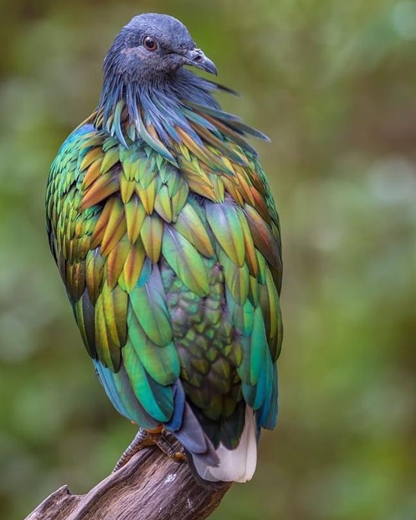 The Vibrant Nicobar Pigeon is the Dodo's Closest Living Relative The Vibrant Nicobar Pigeon is the Dodo's Closest Living Relative