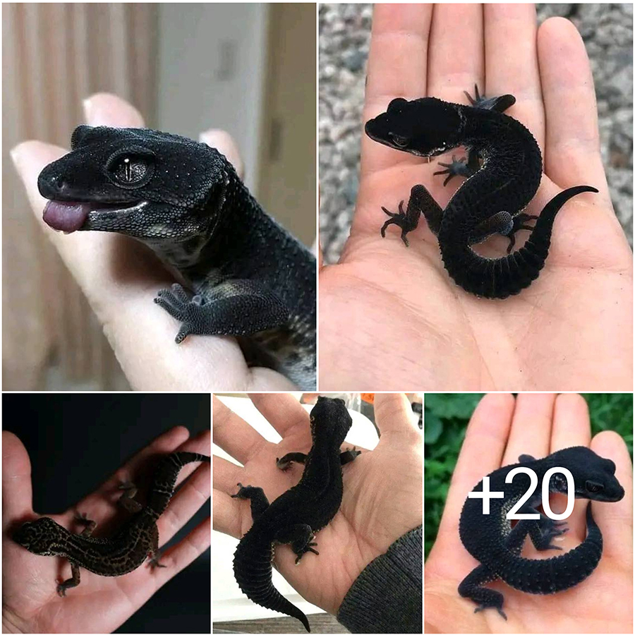 Uncover the Rare and Stunning Black Night Leopard Gecko Color Morph of ...