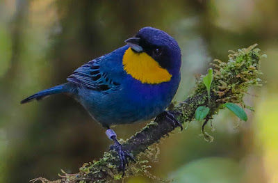 The Stunning Purple-tan Species: Iridosornis porphyrocephalus