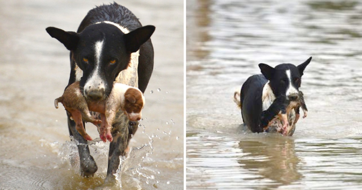 Brave Rescue and Heartwarming Adoption: A Waterlogged Pup's ...