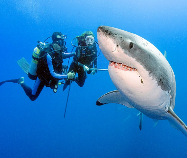 Fisherman's Emotional Encounter: Massive 850-Pound Shark Seeks Help and ...