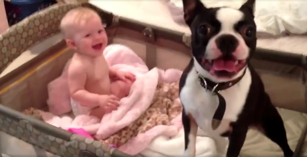 Mom tells dog to leave crib, but he cutely disobeys her (Video)