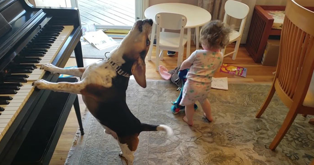 Kid Dancing to Dog Singing and Playing Piano