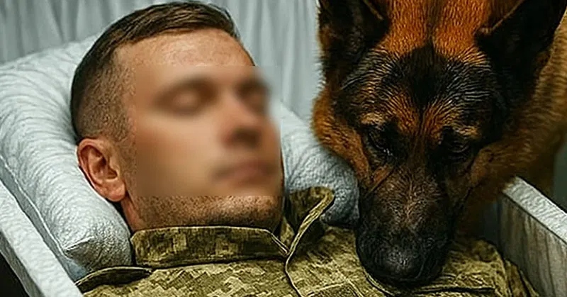 The German Shepherd did not move away from the coffin – then suddenly ...
